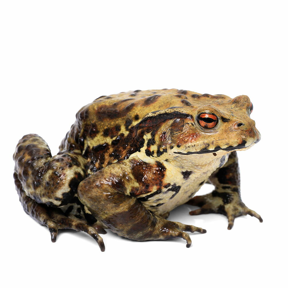 アズマヒキガエル販売生体についてWC個体※両生類の仲間は体表に微弱な毒を持っています。触ったあとは必ず手を洗い、目などをこすらないようにご注意ください。※本品は、一点物につき現品個体の発送となります。※画像が複数あるものは、別角度から撮影し...