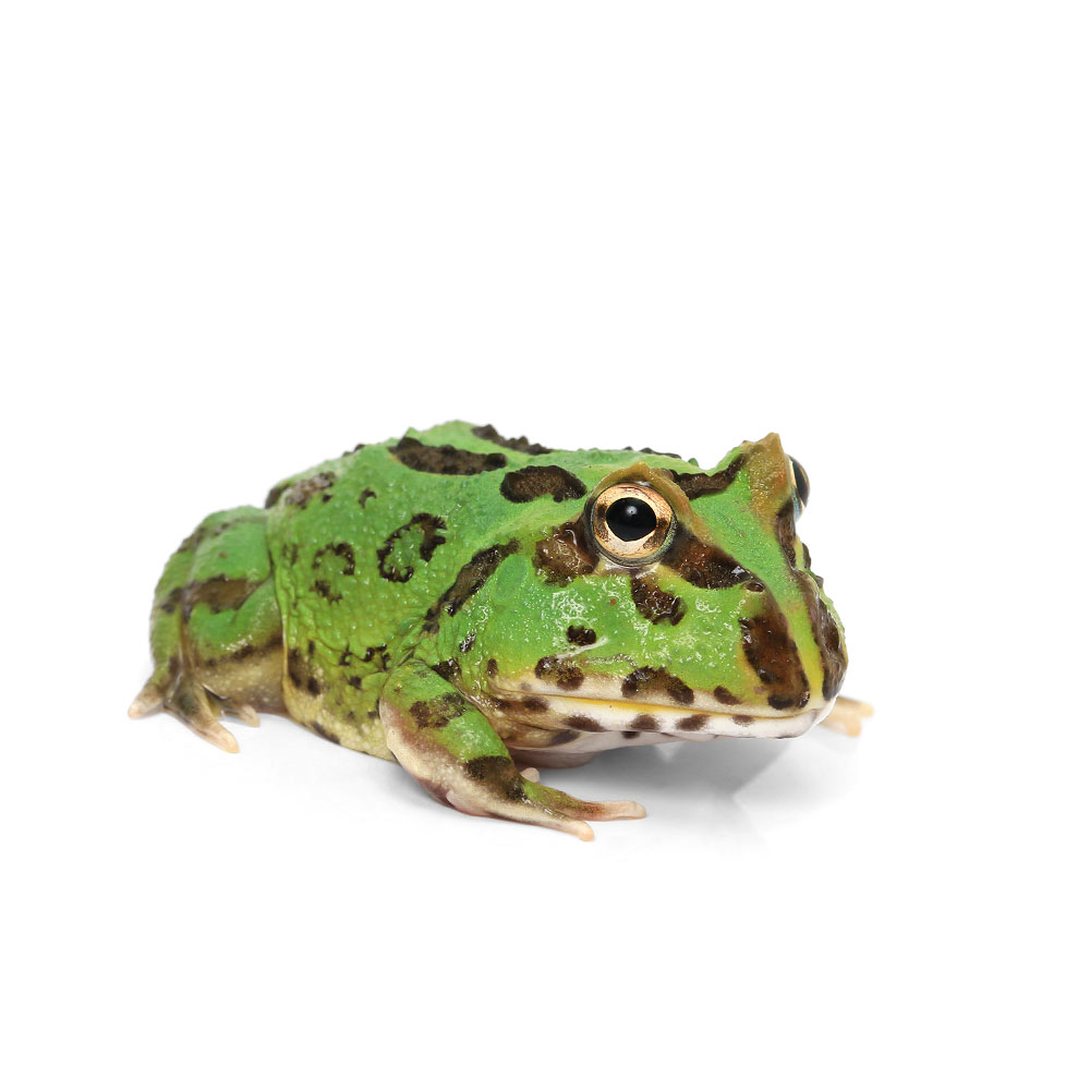 クランウェルツノガエル　ペパーミント仕様こちらの商品は画像の個体の発送となります。 画像が複数あるものは、別角度から撮影した画像となります。画像をよくご確認の上ご購入ください。 一点物両生類生体は、性質上同名称のものでも必ずしも同じ品質を保...