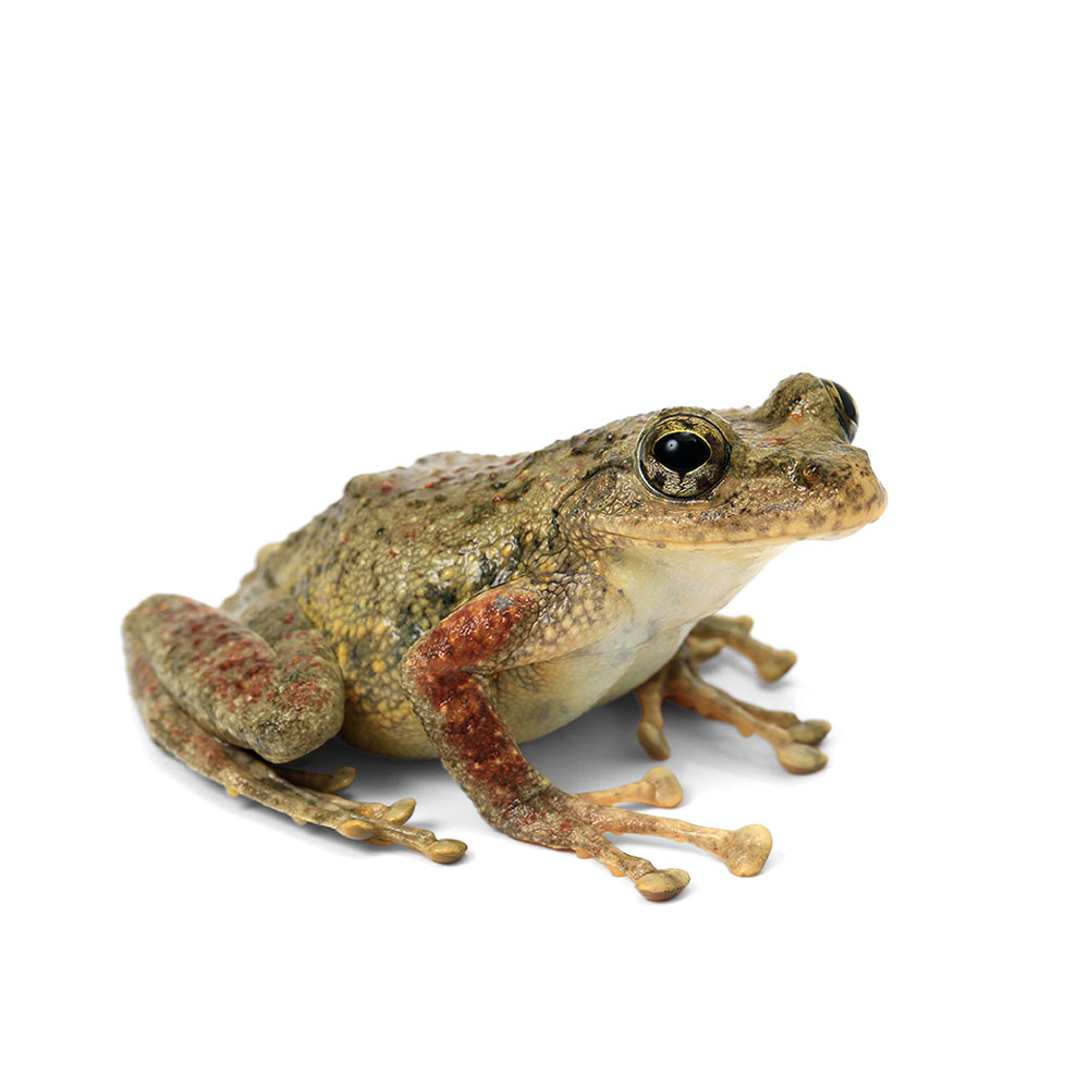カジカガエル　メス　WC個体販売生体についてCB個体※両生類の仲間は体表に微弱な毒を持っています。触ったあとは必ず手を洗い、目などをこすらないようにご注意ください。※こちらの商品は画像の個体の発送となります。※本品は、一点物につき現品個体の...