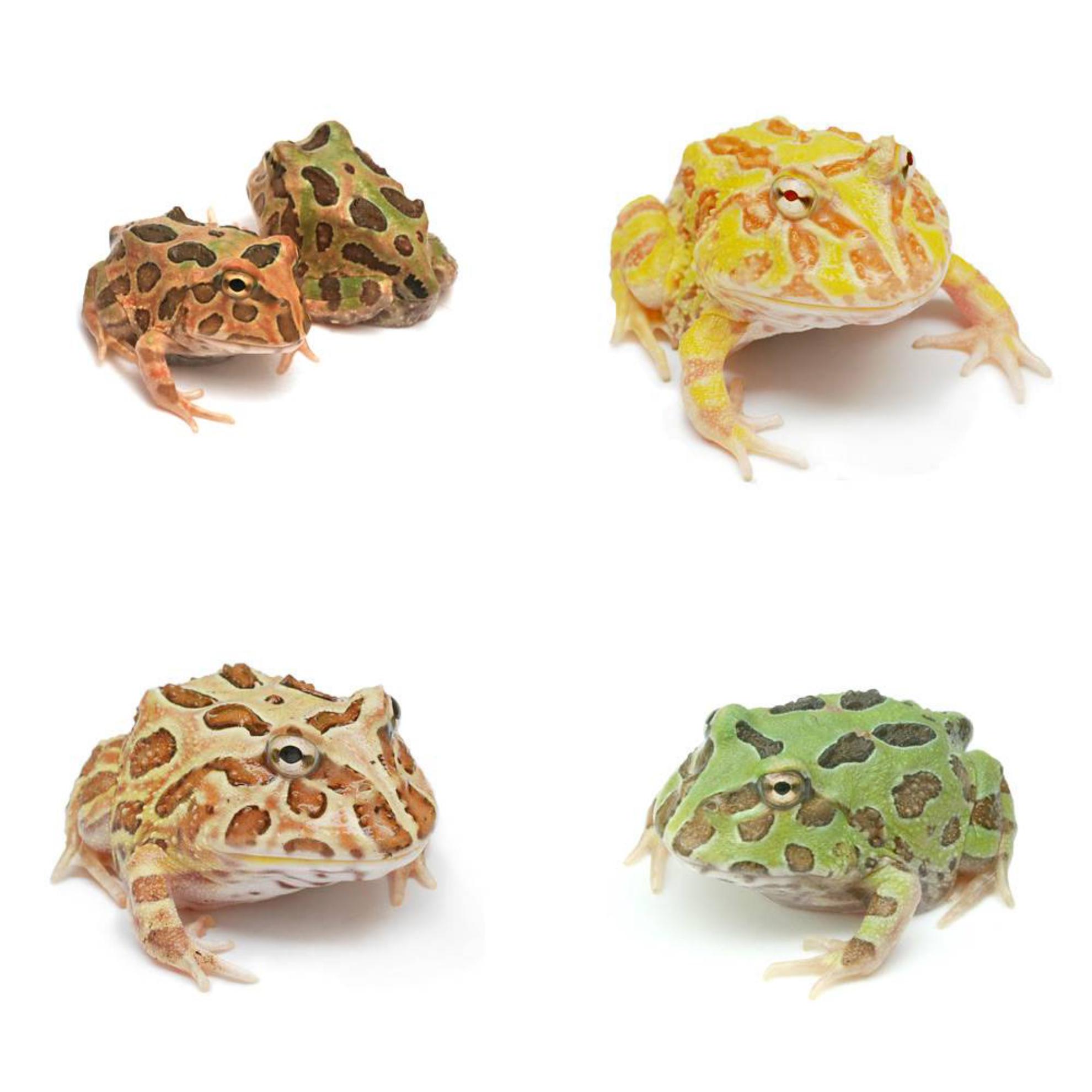 おまかせクランウェルツノガエル　CB個体販売個体についてCB個体在庫状況により品種・サイズが偏り、重複する場合がございます。品種、種類のご指定はお受けできませんので、予めご了承の上お買い求めください。お送りする個体は3．0〜5．0cm前後の...