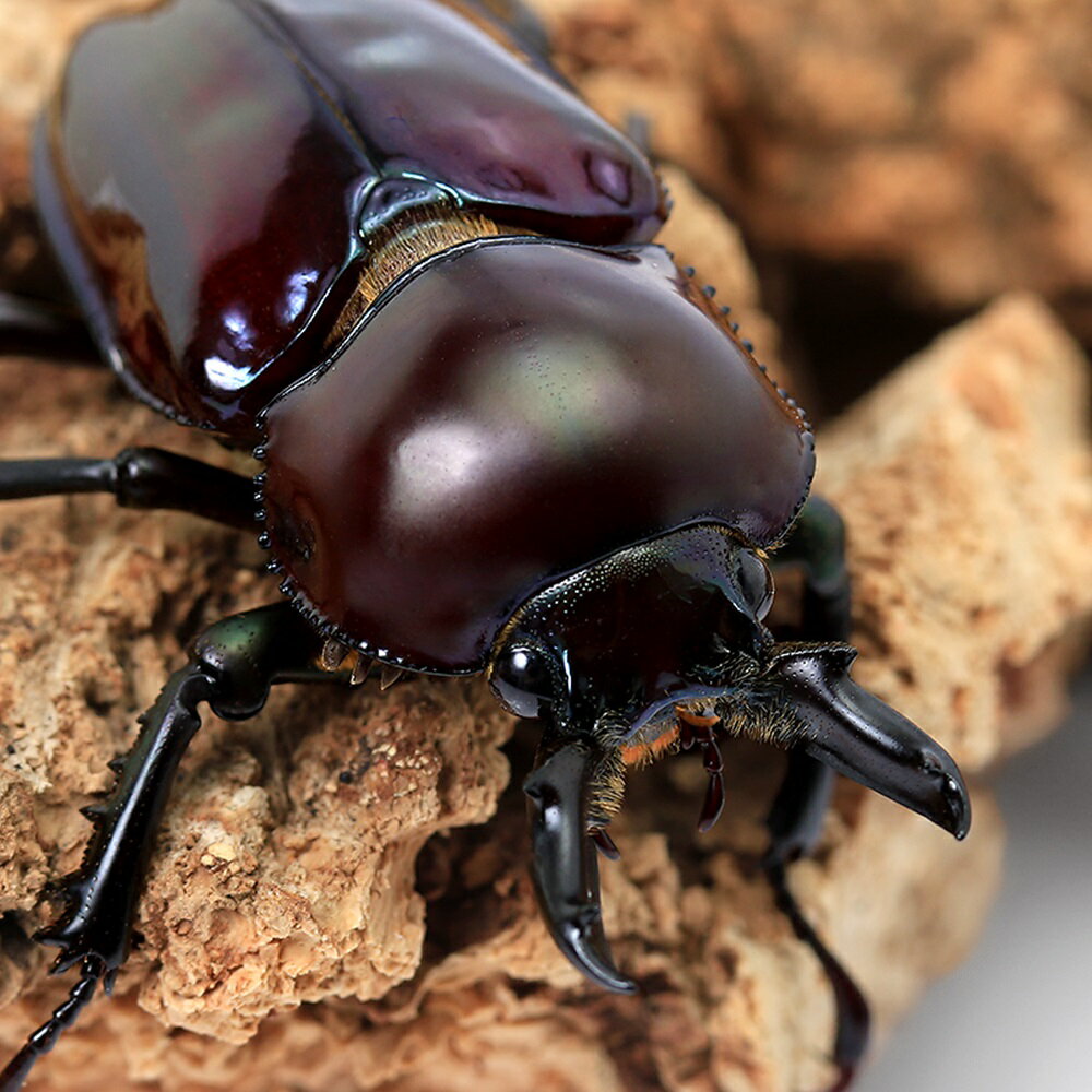 ニジイロクワガタ販売生体についてCB個体：累代数不明2026年1月羽化の個体です。※サイズの指定は頂けません。小型フリーサイズとなります。※お届けする生体は紫紺カラーの個体となります。※オス単品の商品となります。※個体により色彩が異なります...