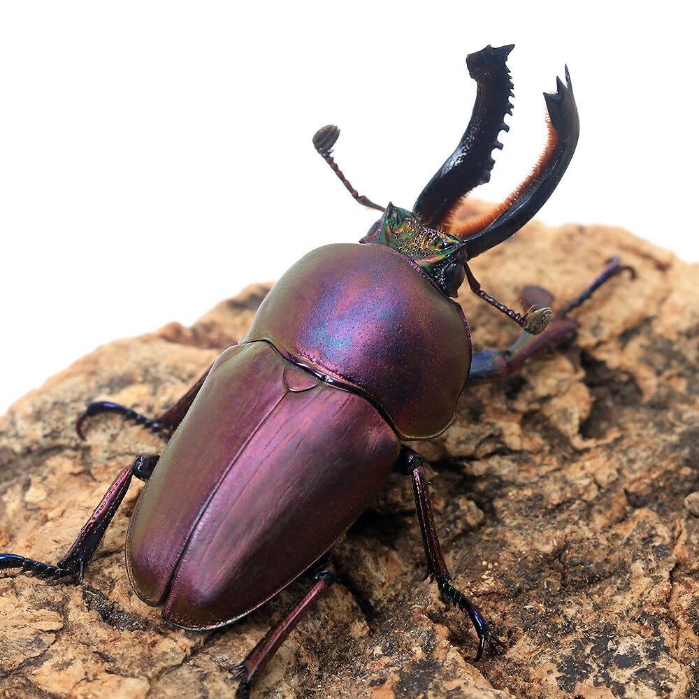 パプアキンイロクワガタ販売個体について※お送りする個体は画像の個体となります。※本ペアから得られた累代個体が必ずしも親と全く同じカラーで羽化するかはお約束できません。あらかじめご了承くださいませ。CB個体：累代数不明パプア州ワメナ市産※20...