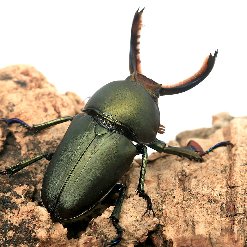 パプアキンイロクワガタ販売個体について※お送りする個体は画像の個体となります。※本ペアから得られた累代個体が必ずしも親と全く同じカラーで羽化するかはお約束できません。あらかじめご了承くださいませ。CB個体：累代数不明パプア州ワメナ市産※20...