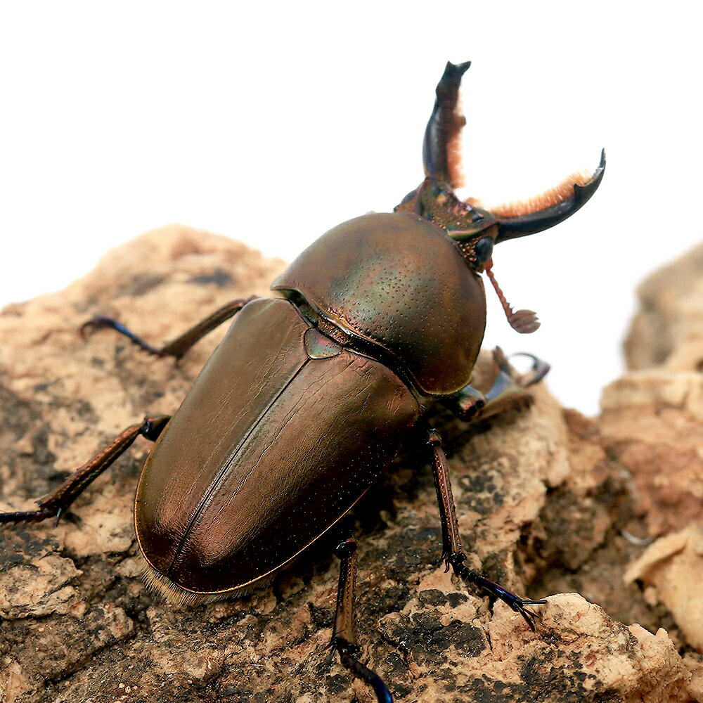 パプアキンイロクワガタ販売個体について※お送りする個体は画像の個体となります。※本ペアから得られた累代個体が必ずしも親と全く同じカラーで羽化するかはお約束できません。あらかじめご了承くださいませ。CB個体：累代数不明パプア州ワメナ市産※20...