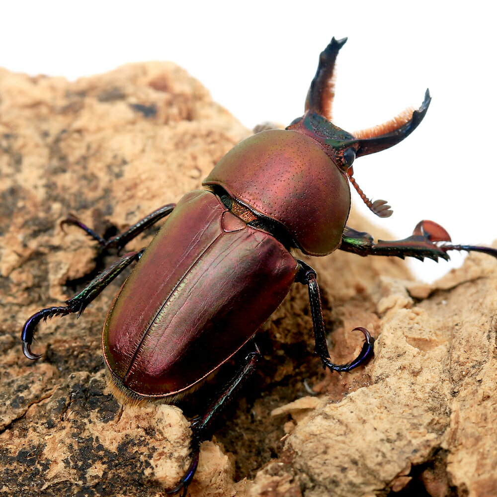 パプアキンイロクワガタ販売個体について※お送りする個体は画像の個体となります。※本ペアから得られた累代個体が必ずしも親と全く同じカラーで羽化するかはお約束できません。あらかじめご了承くださいませ。CB個体：累代数不明パプア州ワメナ市産※20...