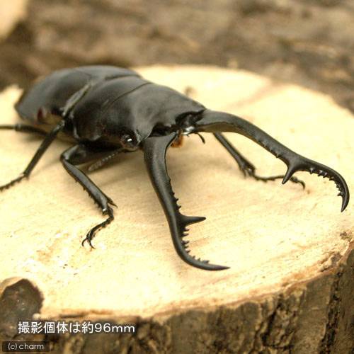 ダイスケギラファノコギリクワガタ　フィリピン　ネグロス島産　97mm（1ペア）販売名ダイスケギラファノコギリクワガタ別名キバナガノコギリクワガタ販売生体について累代：WF4産地：　フィリピン　ネグロス島　カンラオン産※お届けするのは幼虫とな...