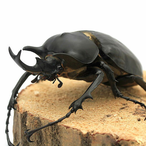 レックスゾウカブトムシ販売生体について累代：CB産地：ペルー　イキトス産※2025年10月割り出しの個体になります。※こちらの商品はB品となります。上翅の閉じが甘い不全個体となりますが、繁殖には支障はないことと思われます。※お送りするのはオ...