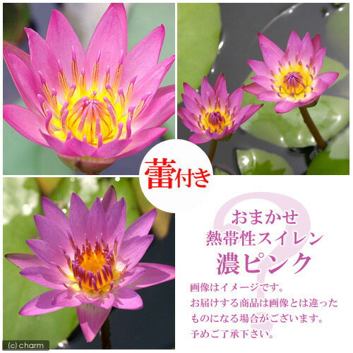 ※秋期から春先にかけての出荷の場合、地上部の葉が一部枯れた状態もしくは、休眠株での出荷となる場合がございます。冬越しの為の休眠状態ですのでご理解を御願い致します。※蕾の状態での出荷になりますのでご了承ください。水辺の薔薇　睡蓮！メダカ・金魚...