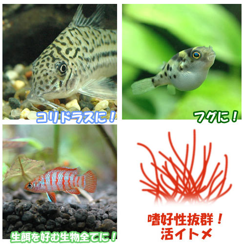 嗜好性抜群！活イトメ《生餌》イトメ（国産）　300g容量300g原産国日本対象種淡水魚、両生類各種※底砂に直接触れると底砂内に潜ってしまうので、水槽上層を泳ぐ種に与える場合は専用のハット、ローチやコリドラス等の低層を泳ぐ種に与える場合は小皿...