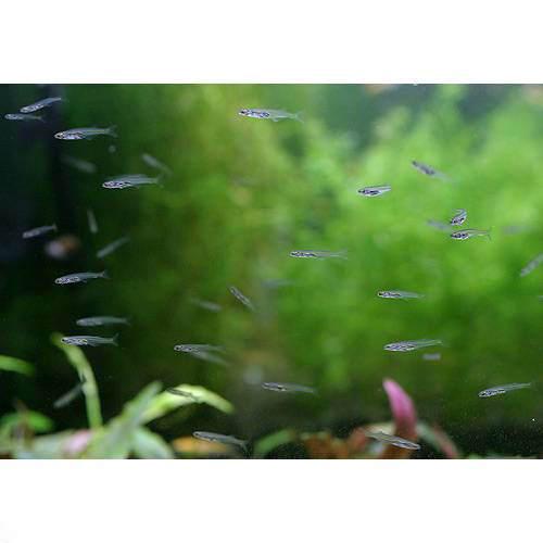お送りする個体は体長約0．5〜1cm程度です。個体サイズや模様、雌雄の指定についてはお受け致しかねますのでご了承下さい。ダニオネラ販売名ダニオネラ学名（※）Danionella　sp．Danionella　translucida？Danio...