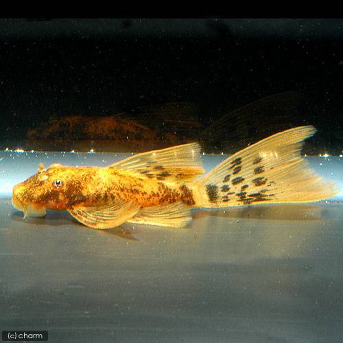 お送りする個体は体長4〜6cm程度です。個体サイズや模様、雌雄の指定についてはお受け致しかねますのでご了承下さい。ロングフィン・レッドブッシー販売名ロングフィン・レッドブッシーLナンバーノーナンバー学名（※）Ancistrus　sp．Anc...