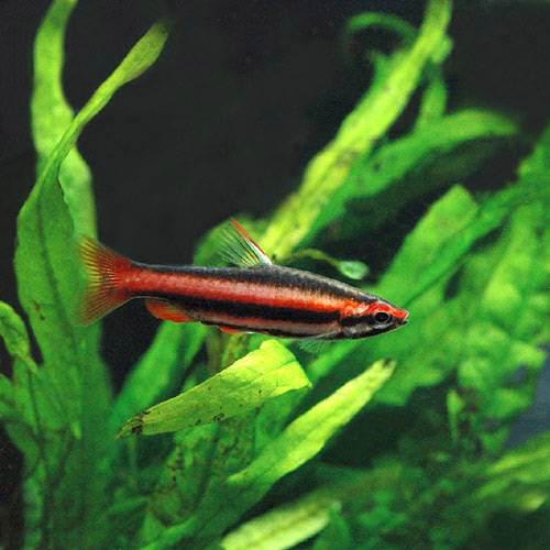 お送りする個体は2．5〜3．5cm程度です。個体サイズや模様、雌雄の指定についてはお受け致しかねますのでご了承下さい。商品画像はあくまでイメージです。個体や雌雄、成長具合や生育環境、状態によって発色状況や体型は異なり、到着時点においては、商...