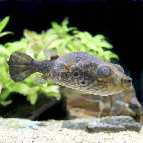 お送りする個体は体長8〜12cm程度です。魚の性質上、若干のヒレ欠けがある場合がございます。ご了承の上お買い求め下さい。個体サイズや模様、雌雄の指定についてはお受け致しかねますのでご了承下さい。インドシナレオパード・パファー販売名インドシナ...