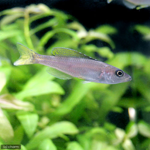 Utinta産の地域個体群です。お送りする個体は体長3〜4cm程度です。個体サイズや模様、雌雄の指定についてはお受け致しかねますのでご了承下さい。キプリクロミス・レプトソーマ　ウチンタ販売名キプリクロミス・レプトソーマ　ウチンタ学名（※）C...