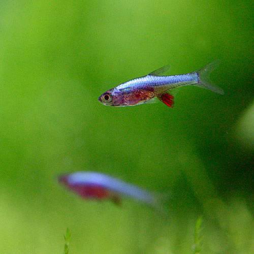 お送りする個体は体長約1．5〜2．5cm程度です。ブルー、グリーンの体色が強い個体もいます。個体サイズや模様、雌雄の指定についてはお受け致しかねますのでご了承下さい。ラスボラ・アクセルロディ　ブルー販売名ラスボラ・アクセルロディ　ブルー学名...