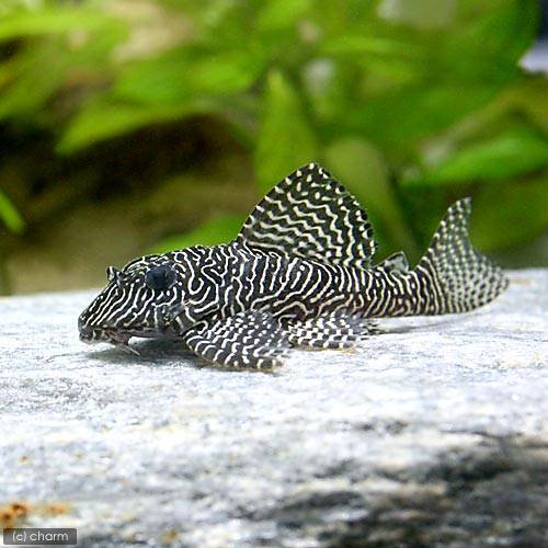お送りする個体は体長5〜8cm程度です。魚の性質上、若干のヒレ欠けがある場合がございます。ご了承の上お買い求め下さい。個体サイズや模様、雌雄の指定についてはお受け致しかねますのでご了承下さい。クィーンアラベスク・タイガープレコ販売名クィーン...