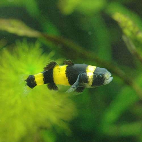 魚の性質上、若干のヒレ欠けがございます。成長と共に再生するものですが、ご了承の上お買い求め下さい。当店では純淡水で飼育しています。お送りする個体は体長約1．5〜2cm程度です。個体サイズや模様、雌雄の指定についてはお受け致しかねますのでご了...