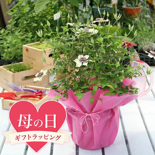 母の日限定商品について【ギフト仕様について】本商品はギフトラッピング仕様です。母の日のプレゼントに相応しく可愛くラッピングしてお届けいたします。※ラッピング仕様やリボンの色、箱の柄等ご注文のタイミングにより画像と異なる場合がございます。母の...