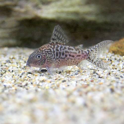 お送りする個体は体長4〜7cm程度です。個体サイズや模様、雌雄の指定についてはお受け致しかねますのでご了承下さい。コリドラス・ソダリス販売名コリドラス・ソダリスCナンバー—学名（※）Brochis　sodalisCorydoras　soda...