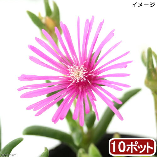 グランドカバーに最適！耐寒性マツバギク　3号商品サイズ（約）●鉢ポット径　：　9cm※入荷状況や生長度合いにより高さは異なります。画像はあくまでも目安としてご覧下さい。鉢の種類ビニールポット学名Delosperma cooperi分類ツルナ...