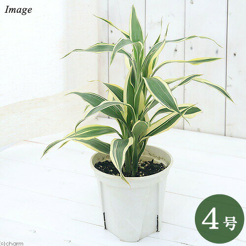 すらっとしたフォルムが美しい！丈夫で育て易い人気の観葉植物！ドラセナ・サンデリアーナ（品種おまかせ）　4号（1鉢）商品サイズ（約）●鉢（ポット）径　：　12cm※入荷状況や生長度合いにより高さは異なります。画像はあくまでも目安としてご覧下さ...