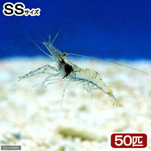 海水魚の餌付けに！生餌　エサ用エビミックス　SSサイズ購入前のご注意・こちらの生体は汽水（比重1．010前後）にて管理しております。海水での飼育も可能ではございますが、急激な比重の変化による状態の悪化にご注意下さい。・複数種類の汽水性のエビ...