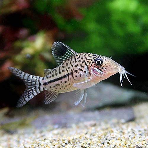 お送りする個体は体長4〜6cm程度です。個体サイズや模様、雌雄の指定についてはお受け致しかねますのでご了承下さい。コリドラス・レオパルダス“ペルー”販売名コリドラス・レオパルダス“ペルー”Cナンバー—学名（※）Brochis　sp．Broc...