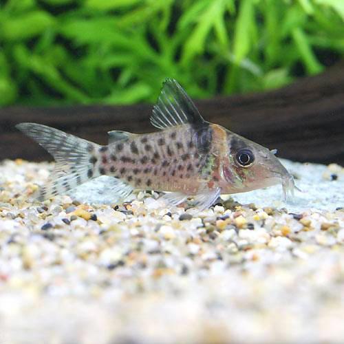 お送りする個体は体長3〜5cm程度です。個体サイズや模様、雌雄の指定についてはお受け致しかねますのでご了承下さい。コリドラス・アムビアクス販売名コリドラス・アムビアクスCナンバー—学名（※）Brochis　ambiacusCorydoras...