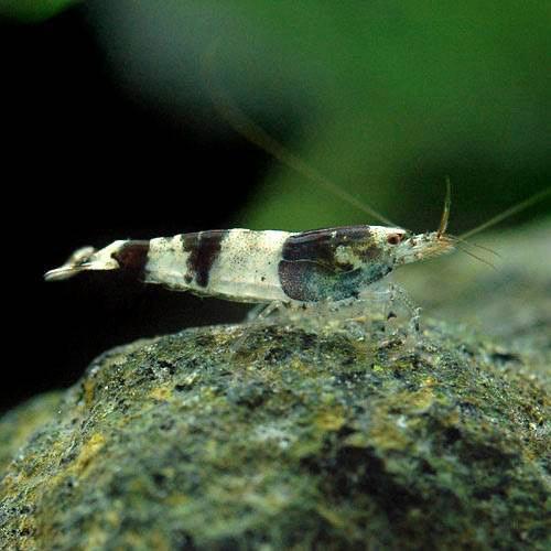 ご確認・ご了承の上お買い求め下さい。お送りする個体は体長0．5〜3cm程度となります。死着以外の理由（模様や色）による返品・交換はお断りさせて頂きます。個体サイズや模様、雌雄の指定、グレードの指定についてはお受け致しかねますのでご了承下さい...