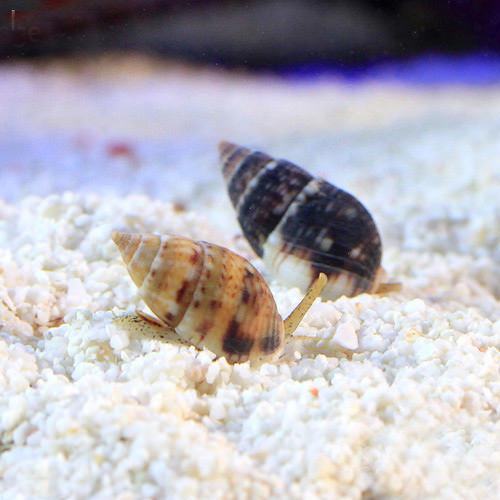 貝が死んでしまった場合、水質が悪くなり他の生体に影響を及ぼす場合がございますので、死んでしまった場合は早めに取り出だしてください。お送りする個体は殻長約1cm程度となります。個体サイズや模様、雌雄の指定についてはお受け致しかねますのでご了承...