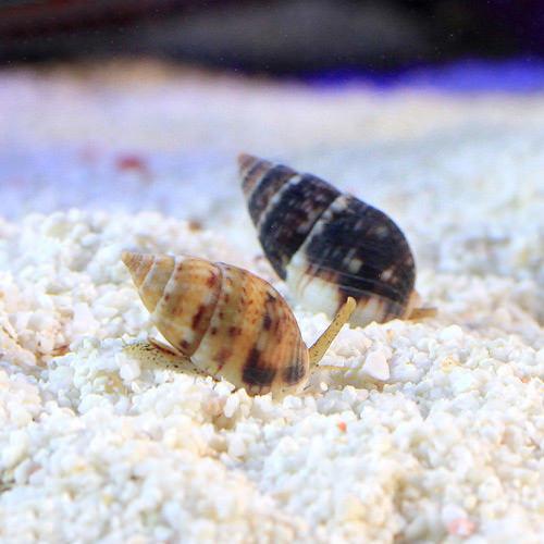 貝が死んでしまった場合、水質が悪くなり他の生体に影響を及ぼす場合がございますので、死んでしまった場合は早めに取り出だしてください。お送りする個体は殻長約1cm程度となります。個体サイズや模様、雌雄の指定についてはお受け致しかねますのでご了承...