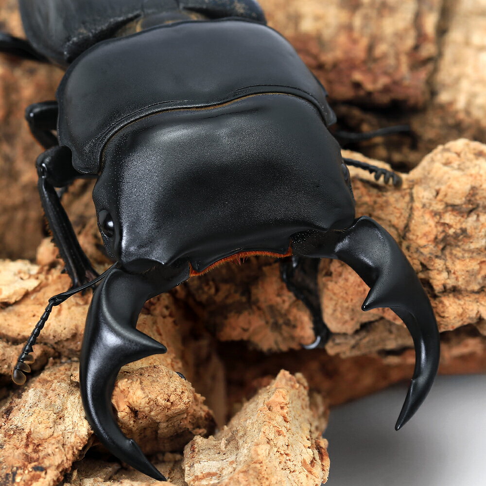 パリーオオクワガタ入荷日2025年11月25日販売個体について累代：WD産地：インドネシア　東ジャワ　イジェン産※ワイルド個体の為、小キズ、アゴのヘコミ、多少のツメ・触角・アゴ先の欠け等はご了承下さい。※メス個体はフリーサイズです。※画像は...