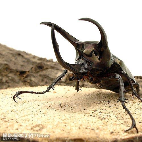 アトラスオオカブトムシ販売個体について入荷日2026年4月※ワイルド個体の為、多少のキズ、ヘコミ等はご了承下さい。※画像はイメージ個体となります。※多少のツメ欠け、フセツ欠けはご了承下さい。販売名アトラスオオカブト学名（※）Chalcoso...