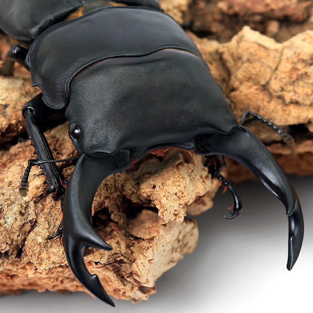 国産オオクワガタ販売生体について累代：CB（累代数不明）産地：山梨県韮崎市産関西でも有数の産地である能勢地方の西に位置する有名産地です。大アゴ基部が太く、大アゴは丸みを持つといわれます。大型で良形なことから人気の産地です。※オス2025年9...