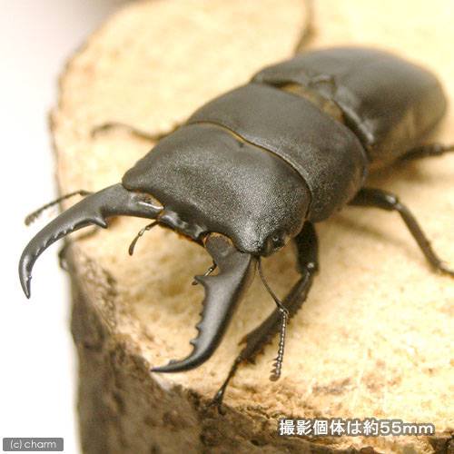 国産ヒラタクワガタ入荷日2026年6月15日販売個体について累代：WD産地：愛媛県今治市産※画像はイメージ個体となります。※ワイルド個体の為、多少の小キズ、アゴのヘコミ、爪・触覚・フセツ欠け等はご了承下さい。※メス個体はサイズフリーとなりま...