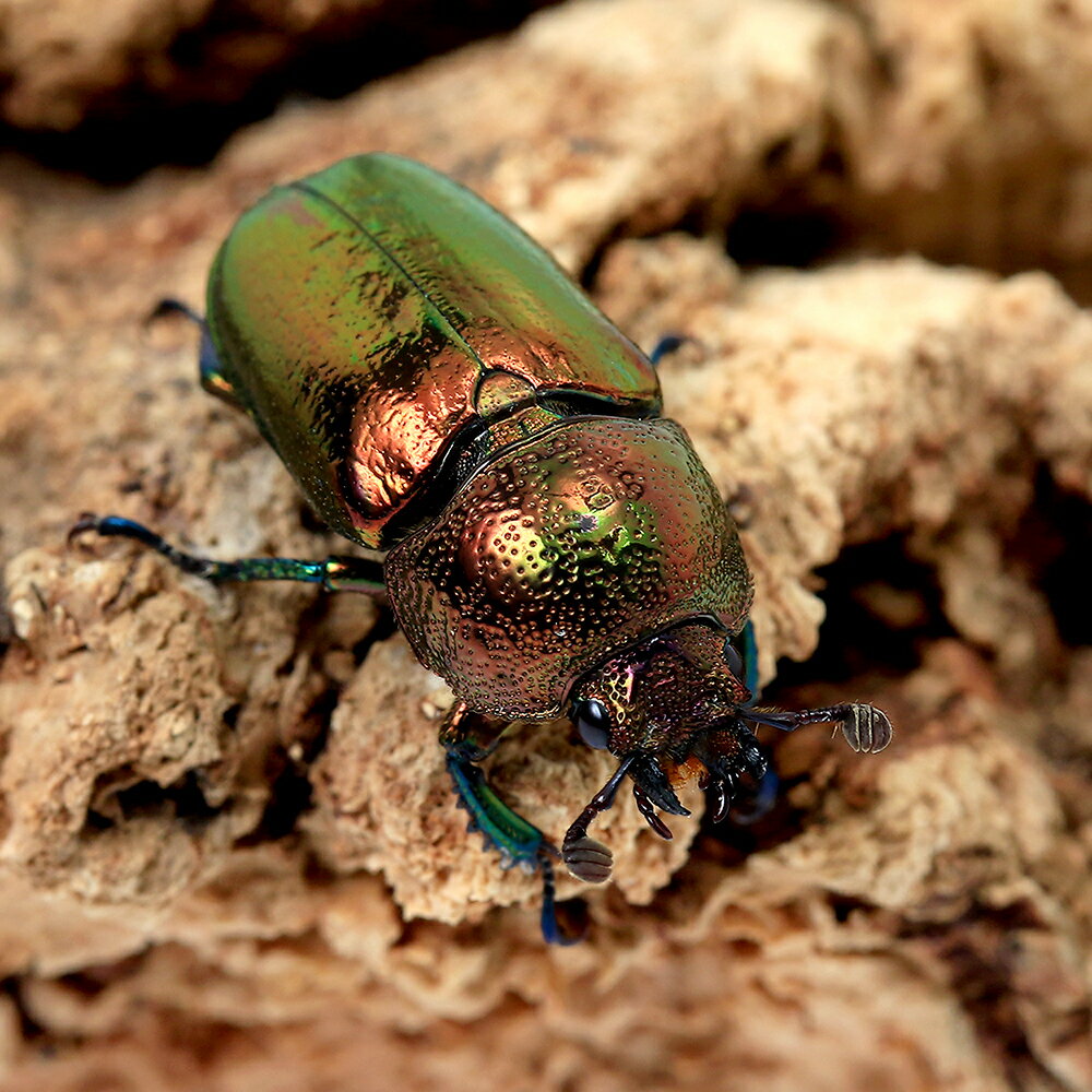 パプアキンイロクワガタ販売個体について※お送りする個体はメスのみとなります。CB個体：累代数不明パプア州ワメナ市産※2025年12月下旬頃羽化の個体です。※若干のツメ欠けはご容赦ください。※画像はイメージです。大きさ、色の指定は出来ません。...