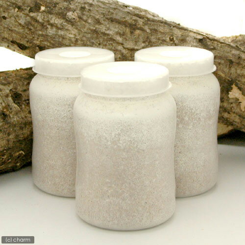 メーカー：(株)リーフ Leaf Corpチャーム一押しの菌糸！菌糸ビン　XL−POT　ヒラタケ　800cc　5本対象クワガタムシ各種幼虫 オオクワガタ系、ヒラタクワガタ系、ノコギリクワガタ系、ニジイロクワガタなど特長●広葉樹100％のオガ...