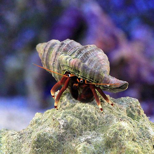 オレンジクロウハーミットクラブ販売名オレンジクロウハーミットクラブ学名（※）Calcinus　tibicen （※）…改良品種や学名が不明の種は流通名での記載の場合があります。別名—分布西部大西洋飼育要件体長　　　→　2cm？ 温度　　　　...