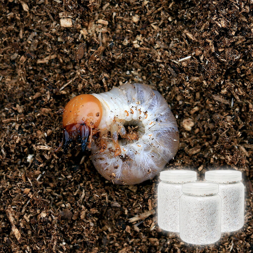 初心者の方も楽々セット！国産オオクワガタ　幼虫（3匹）＋XL—POT　ヒラタケ　800cc（3本）セット内容・国産オオクワガタ　“産地累代数不明”　幼虫（3匹）・XL—POT　ヒラタケ　800cc（3本）・飼育説明書セット方法・菌糸ビン表面...