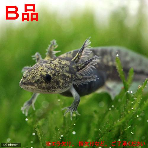 黒地に黒目のウーパールーパー！ウーパールーパー　ブラック　Lサイズ（1匹）販売生体について販売している個体は全長10〜13cmの個体です。尾にヨレや切れ、多指、指欠け、エラ閉じなどのB品となります。成長と共に治らない可能性もございますので、...