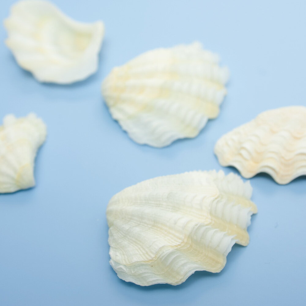 オカヤドカリのエサ皿やハンドメイド作品の素材におすすめ！貝殻　シェルコレクション　シャコガイ　SSサイズ　5枚内容量5枚サイズ約1．5〜3．5cm程度使用目的一つ一つの表情が違う、天然の貝ならではの自然な質感と趣を感じられる逸品です。水槽レ...