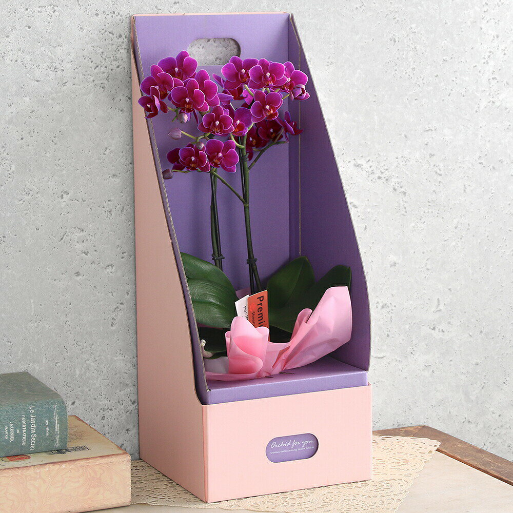 高級感のあるホワイト陶器鉢植え！ギフトに最適なBOX入り！鉢花ギフト　洋ラン　ミディ胡蝶蘭　花色おまかせ　2本立ち　3号（1鉢）（2WAYボックス入り）商品サイズ（約）●ボックスサイズ：W17．5×D18×H45．5cm●鉢（ポット）径：9...