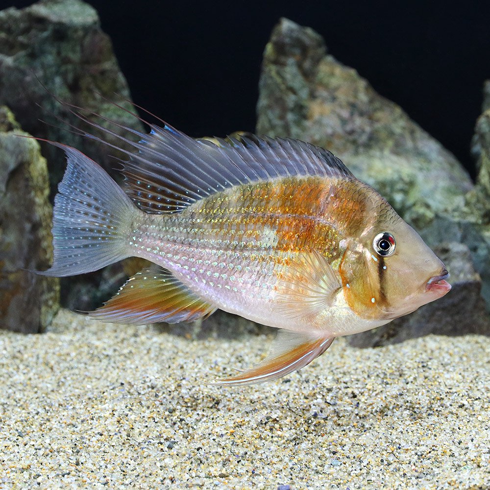 お送りする個体は体長約8〜12cm程度です。魚の性質上、若干のヒレ欠け等がある場合がございます。ご了承の上お買い求め下さい。個体サイズや模様、雌雄の指定についてはお受け致しかねますのでご了承下さい。アカリクティス・ヘッケリィ販売名アカリクテ...