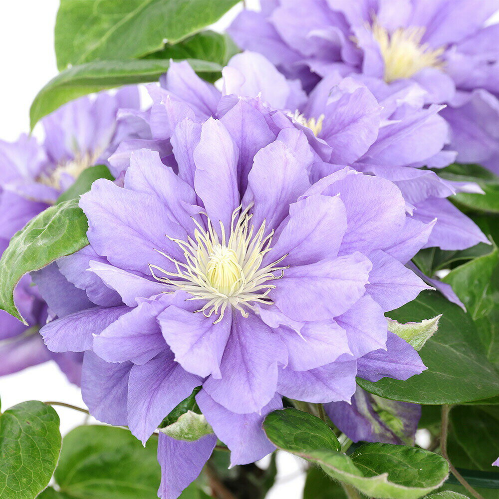 青紫色の花が上品！クレマチス　キリテカナワ　6号（1鉢）販売株について●鉢（ポット）径：　約18cm●鉢の種類　：プラスチック鉢※入荷状況や生長度合いにより高さは異なります。画像はあくまでも目安としてご覧下さい。 学名（※）Clematis...