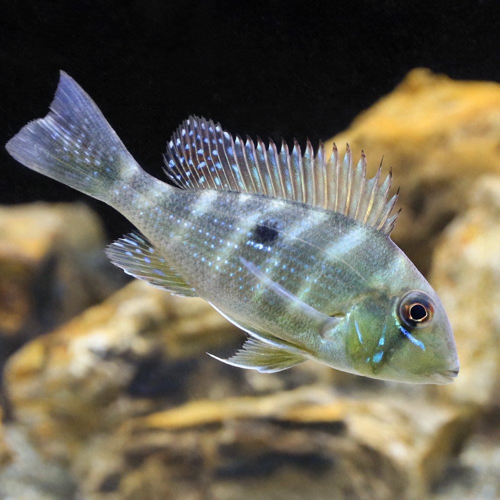 魚の性質上、若干のヒレ欠けある場合がございます。ご了承の上お買い求め下さい。お送りする個体は体長約7〜11cm程度です。個体サイズや模様、雌雄の指定についてはお受け致しかねますのでご了承下さい。ゲオファーガスsp．カクエタ販売名ゲオファーガ...