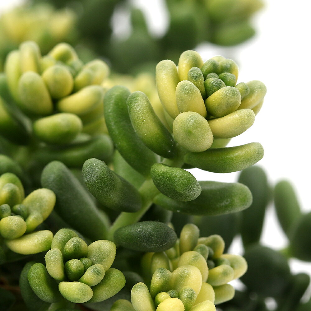 ※冬期は配送時に植物が凍ってしまう恐れがあるため、北海道および積雪が予想される寒冷地域には配送できない可能性がございます。予めご了承ください。ぷっくりとした姿が愛らしい！セダム　タイトゴメ　斑入り　3号（1ポット）販売株について●鉢（ポット...