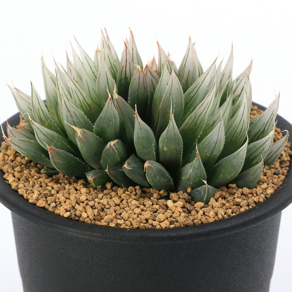 光の当たり具合により美しく煌きます！ハオルチア　ダヴィディ　3号(1鉢)学名（※）Haworthia　davidii（※）…改良品種や学名が不明の種は流通名での記載の場合があります。商品サイズ（約）●鉢（ポット）径：9cm※入荷状況や生長度...