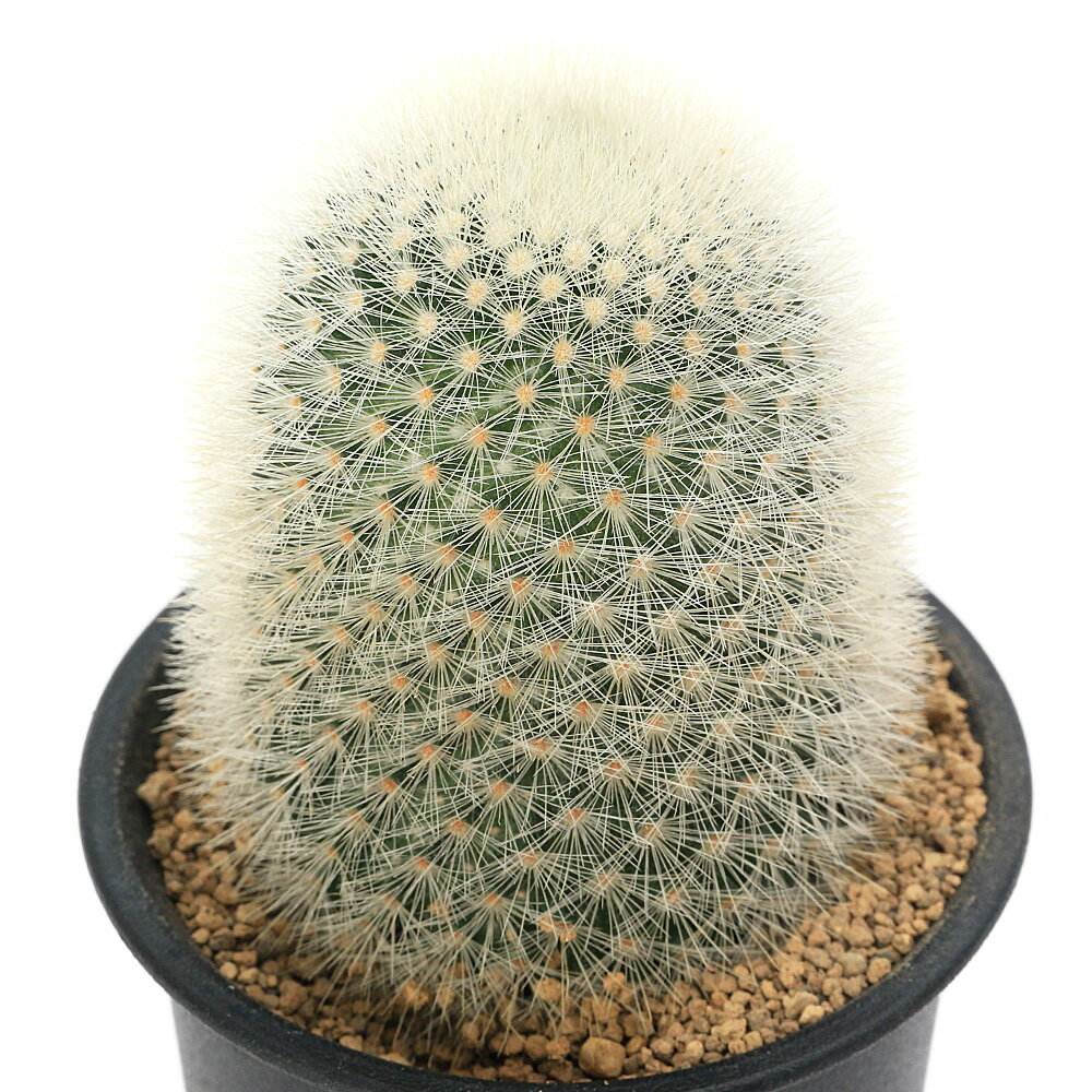 ※冬期は配送時に植物が凍ってしまう恐れがあるため、北海道および積雪が予想される寒冷地域には配送できない可能性がございます。予めご了承ください。サボテンのコレクションに！サボテン　マミラリア　芳泉丸　3号（1鉢）商品名マミラリア　芳泉丸販売株...