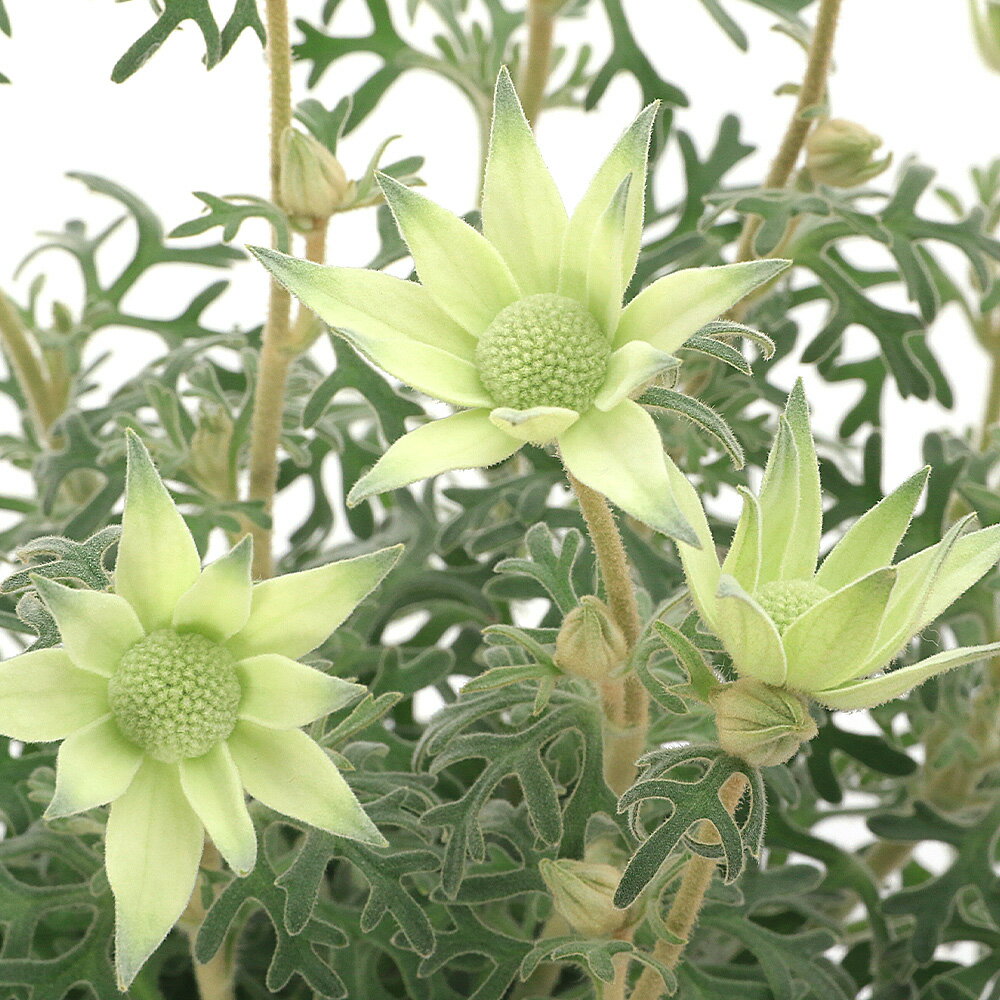 花や葉が細かい毛で覆われている！フランネルフラワー　リトルエンジェル　4号販売株について●鉢（ポット）径：　約12cm●鉢の種類　：プラスチック鉢※入荷状況や生長度合いにより高さは異なります。画像はあくまでも目安としてご覧下さい。学名（※）...