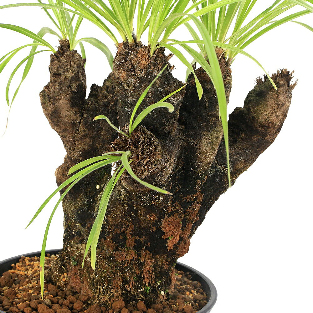 ※冬期は配送時に植物が凍ってしまう恐れがあるため、北海道および積雪が予想される寒冷地域には配送できない可能性がございます。予めご了承ください。アフリカ原産のレア植物！一点物　キセロフィタ　トリコフィラ　現地株　枯れ枝あり商品名一点物　キセロ...